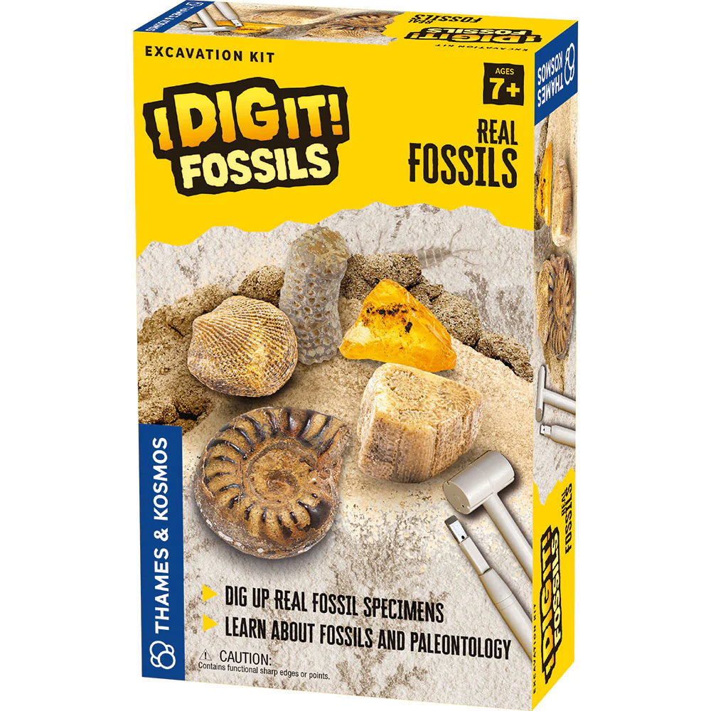 I Dig It! Fossils - Real Fossils Excavation Kit – AkCrazyCollector